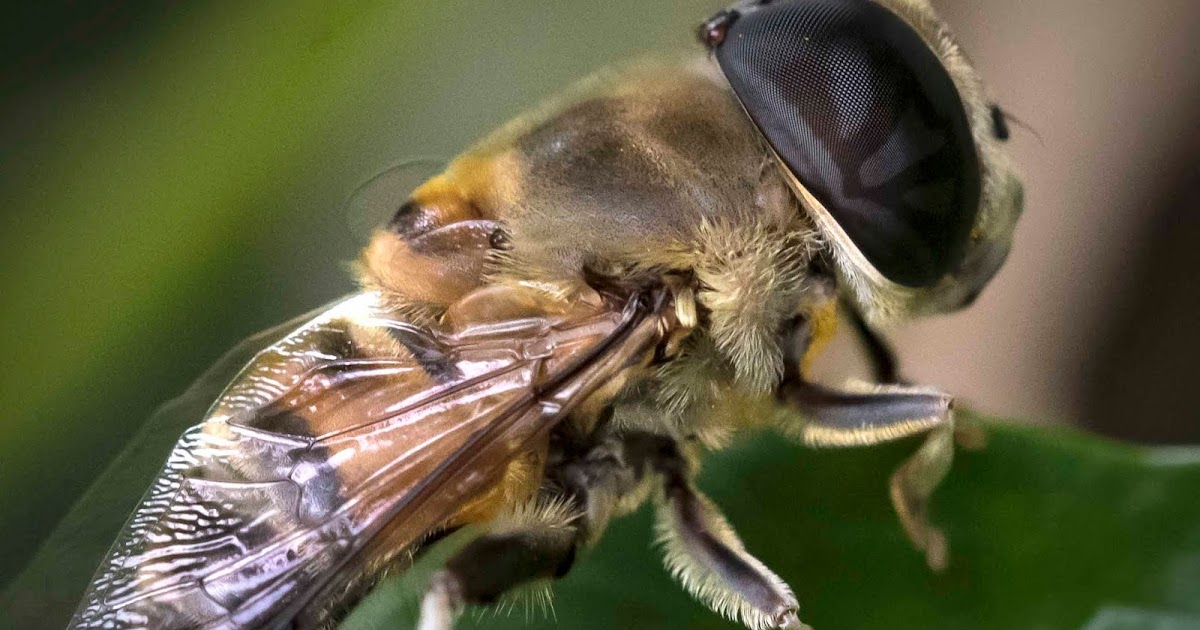 Elsen Karstad's 'Pic-A-Day Kenya': Bee Fly, Nairobi Kenya
