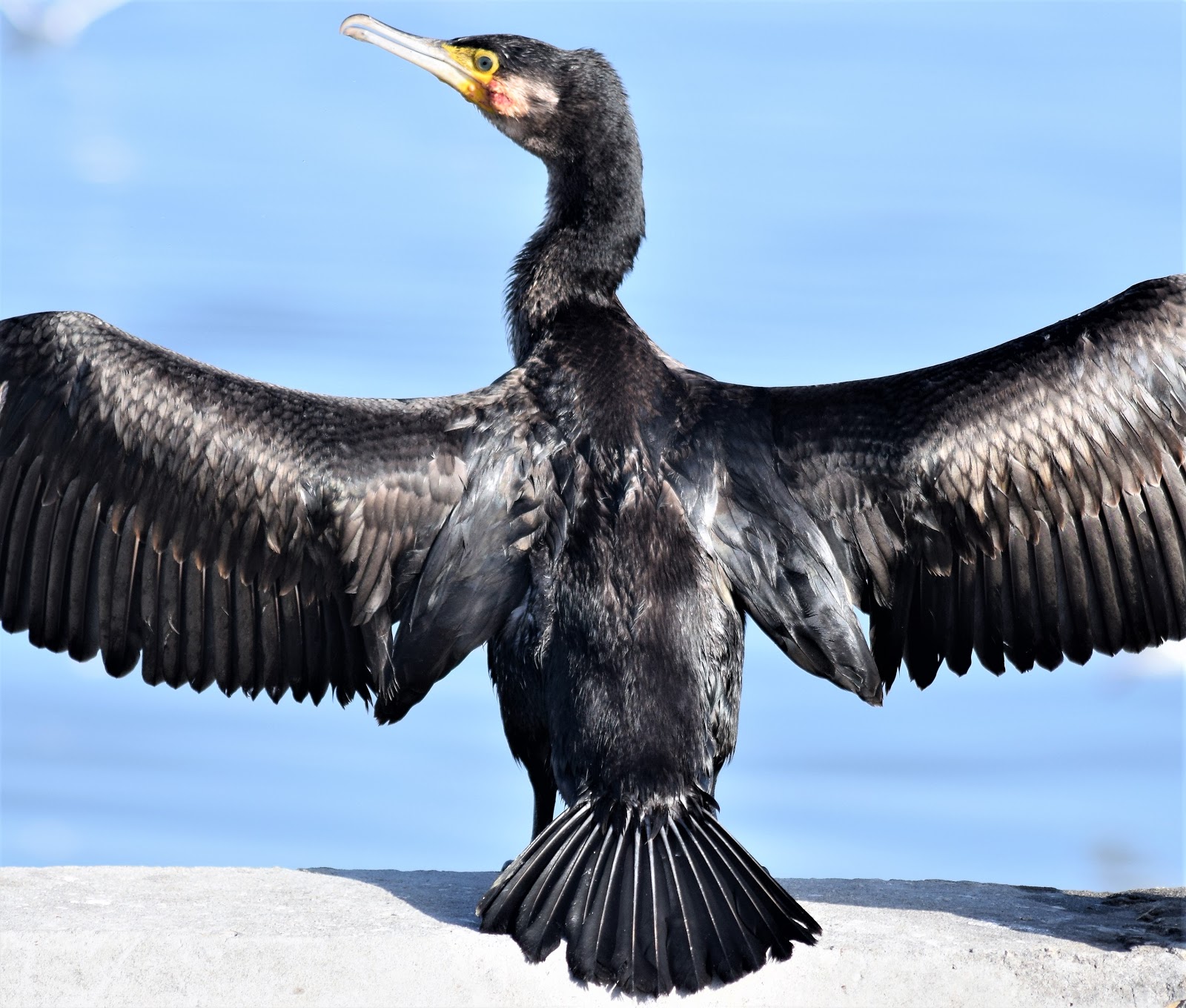 Imagens da vida animal: Avifauna de Almada (XIX): Corvo-marinho-de ...