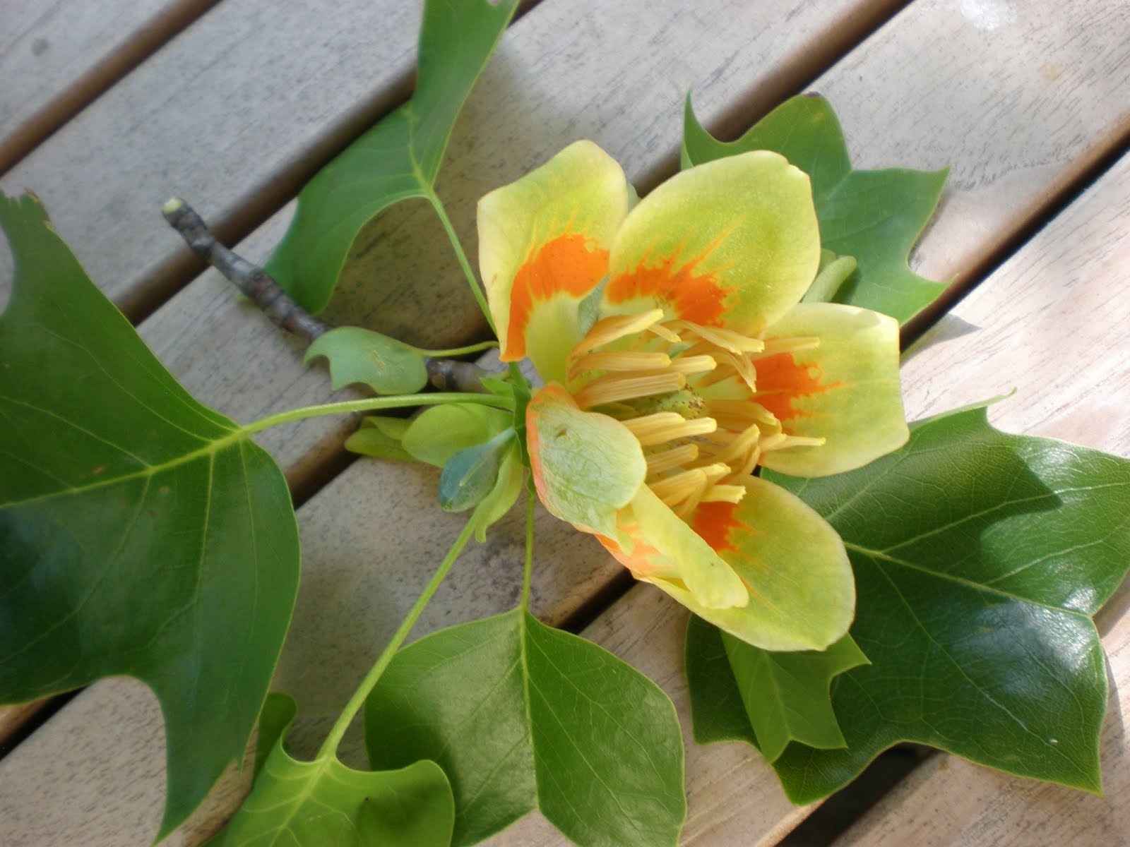 bee surprised: tulip poplar flowering