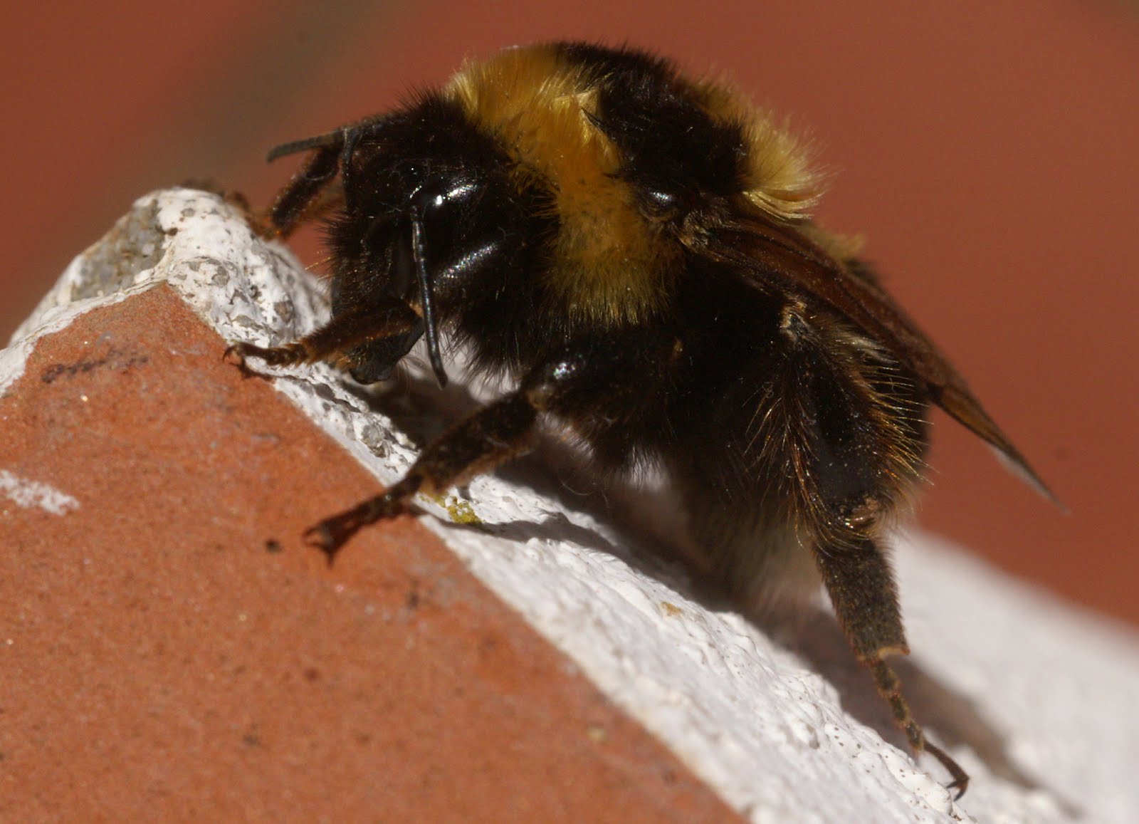 Contacto Natura: Insectos "cuco"