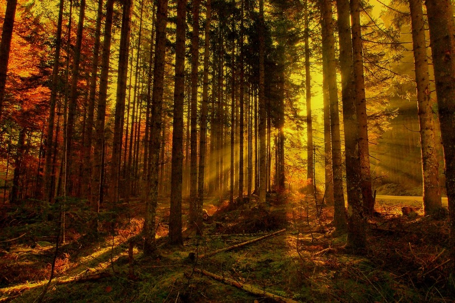Taylor: Sun Ray Forest, Hungary