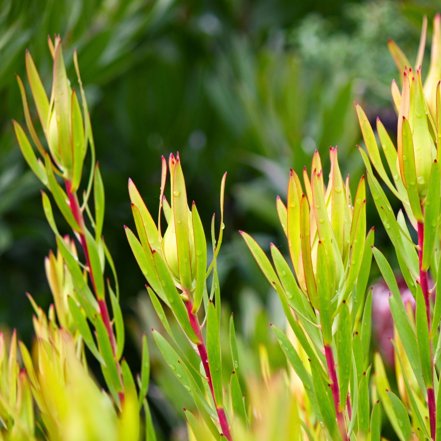 Swallows Nest Farm: Leucadendron Love