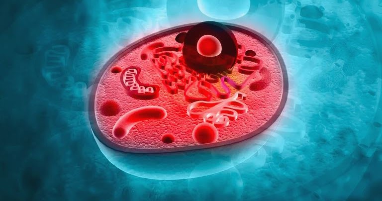 Definisi dan Fungsi Sitosol - Sekolah007