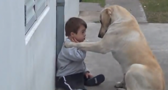 Chiens, loups et chiens-loups: Un labrador et un enfant autiste
