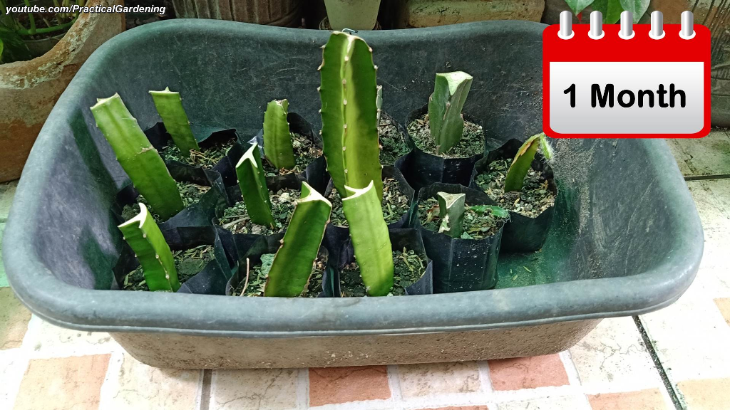 Practical Gardening: Grafting Moon Cactus on Dragon Fruit Plant