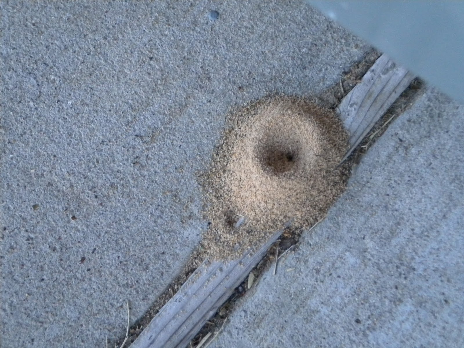 Thoughts from Meme's Corner: Random Shots/ Tuesday With MEME