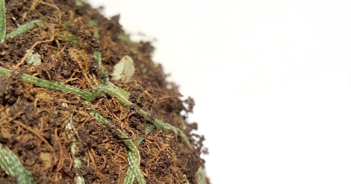 Zahrada na niti: Když kokedama drobí