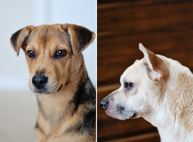 Go Fish Style: Confessions of a Dog Lover