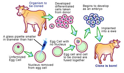 Biology Notes for Class11th, 12th, and NEET : Biology Blog