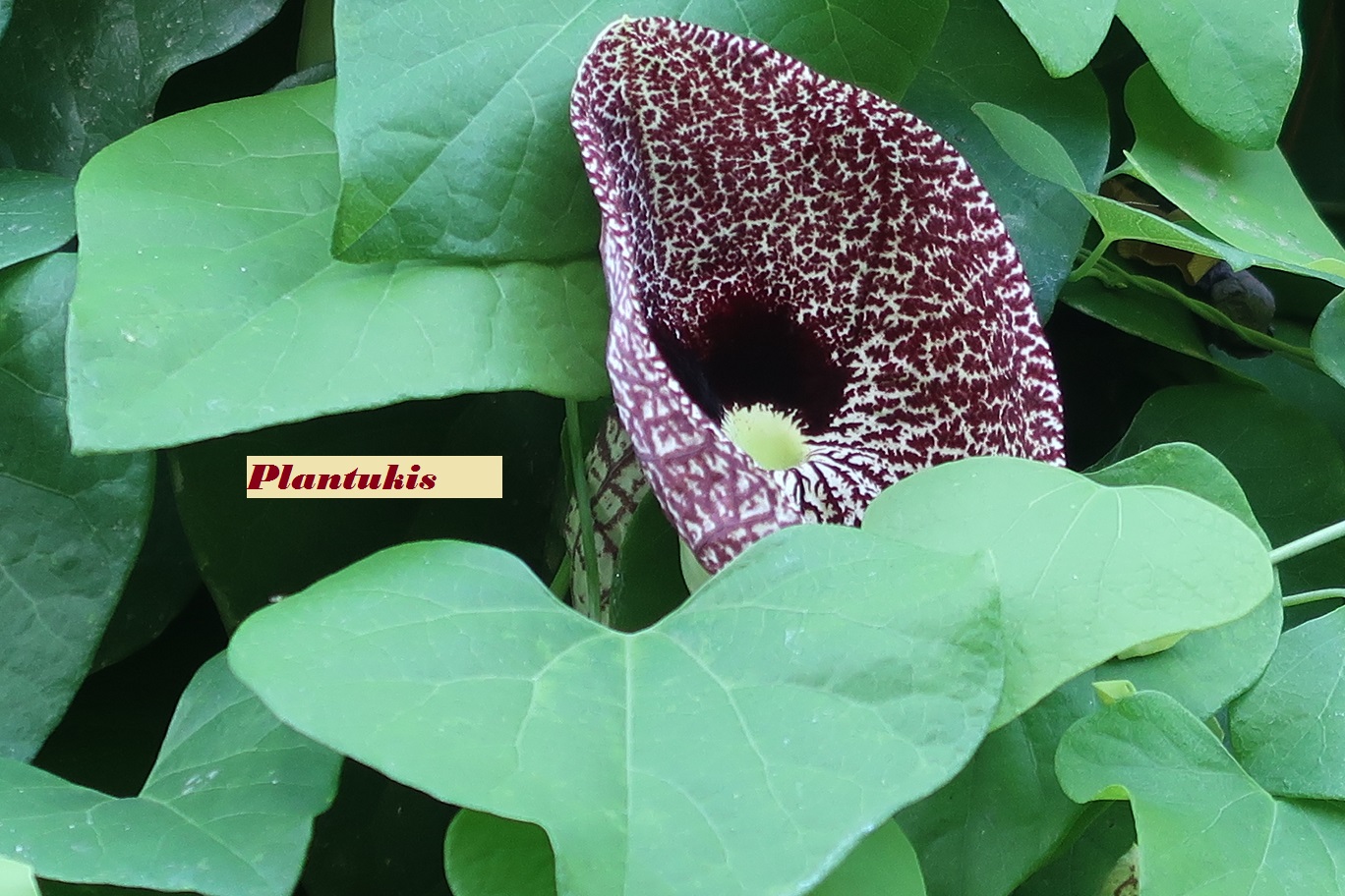 Aristolochia littoralis ~ PLANTUKIS