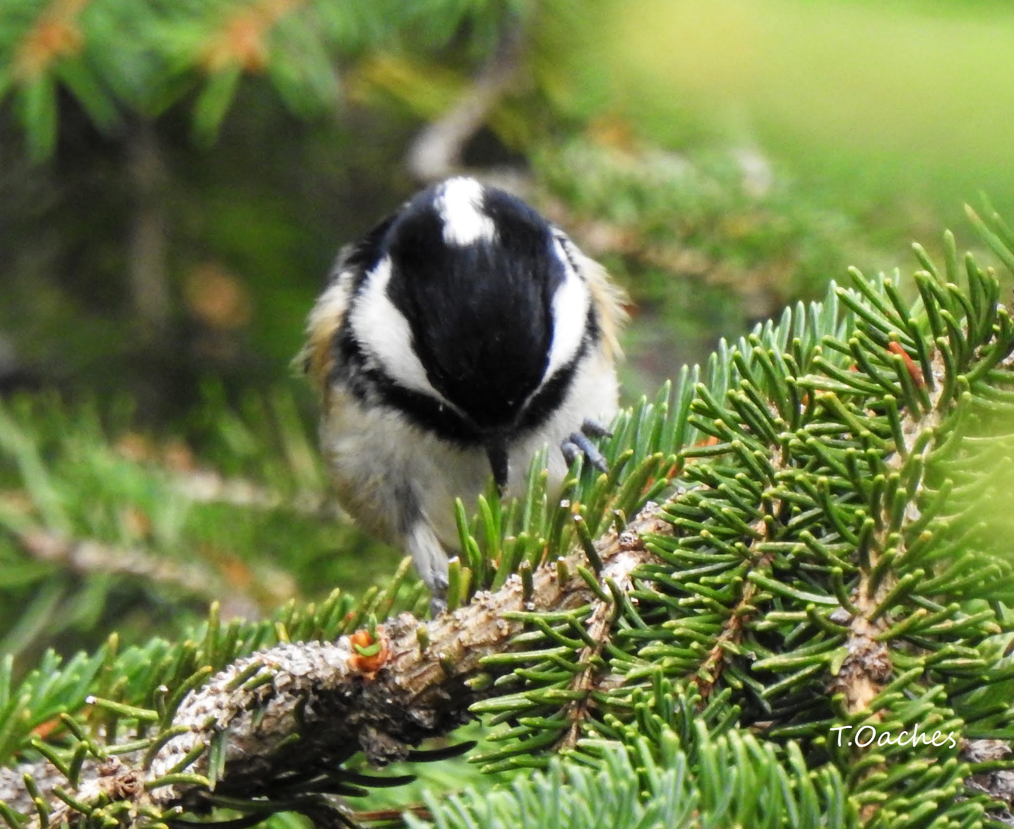PASARI DIN ROMANIA: PITIGOI DE BRADET, Periparus ater