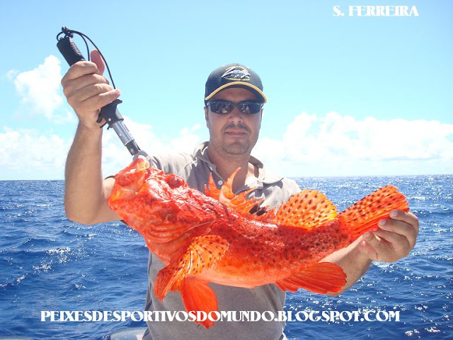 PEIXES DESPORTIVOS DO MUNDO: O ROCAZ - Scorpaena scrofa (Linnaeus, 1758)