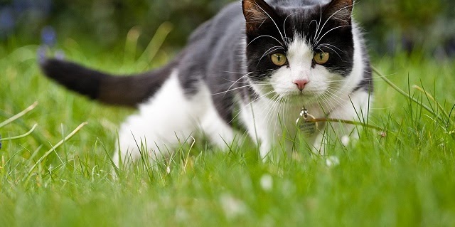 Worms In Cats That Look Like Rice