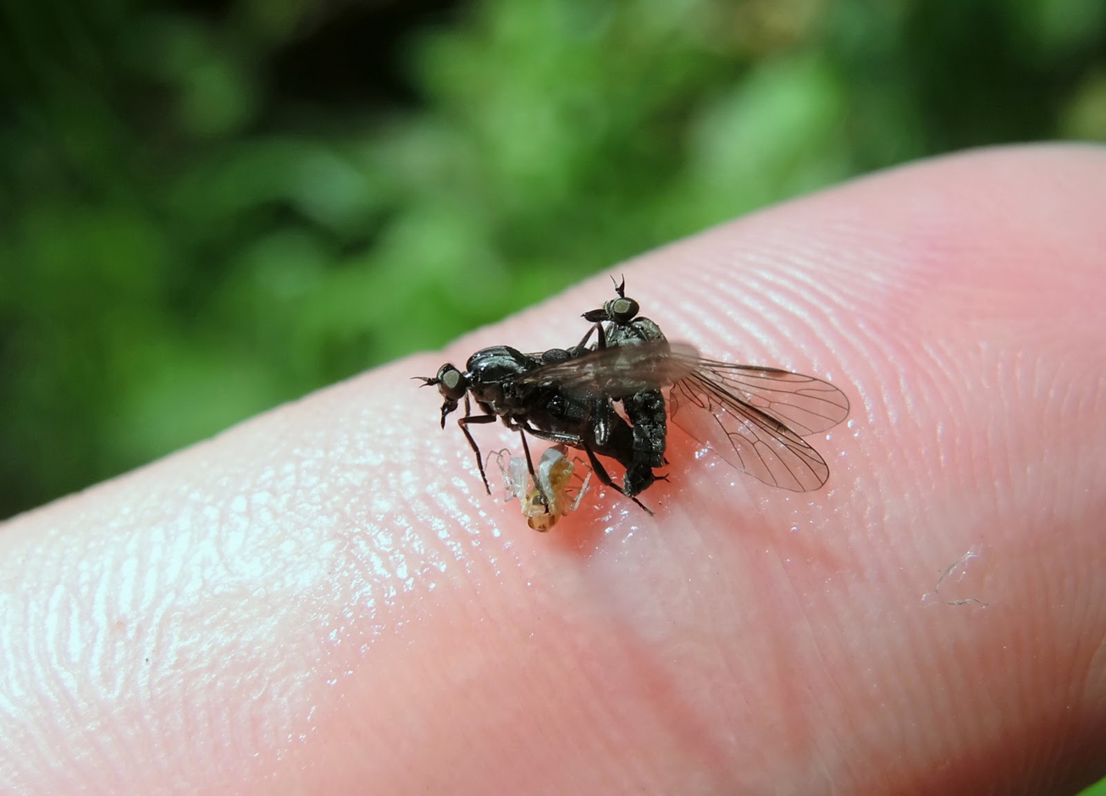 Dípteros fluviales. Moscas danzarinas