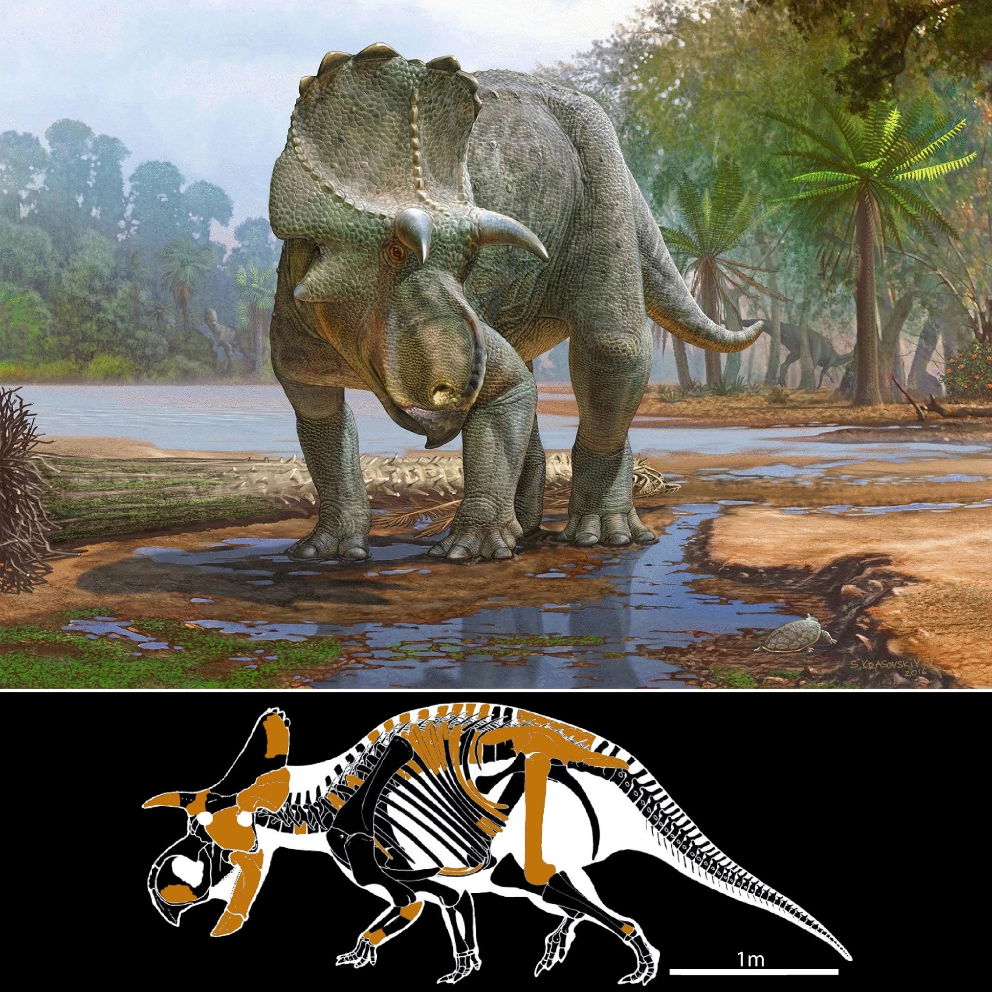 Species New to Science: [Paleontology • 2021] Menefeeceratops sealeyi ...