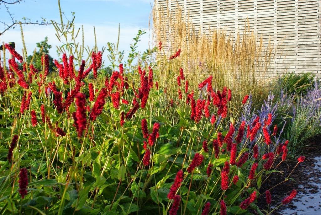 KJELD SLOT: KERTEPILEURT ER EN FARLIG PLANTE