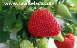 Cara Stek Tanaman Lengkap: Batang, Daun, dan Akar - Sawi Selada