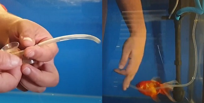 DIY Aquarium Filter To Clean Fish Waste