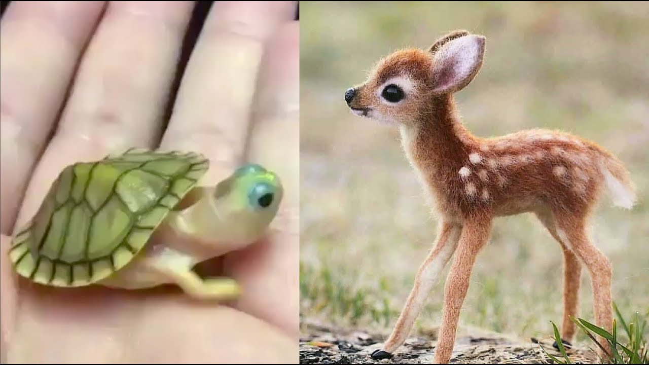 Baby animals