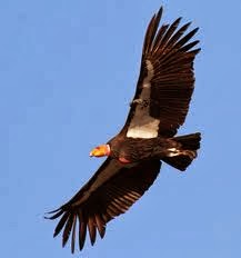 Con la Mochila en la Espalda: EXCURSIÓN AL PICACHO DEL DIABLO