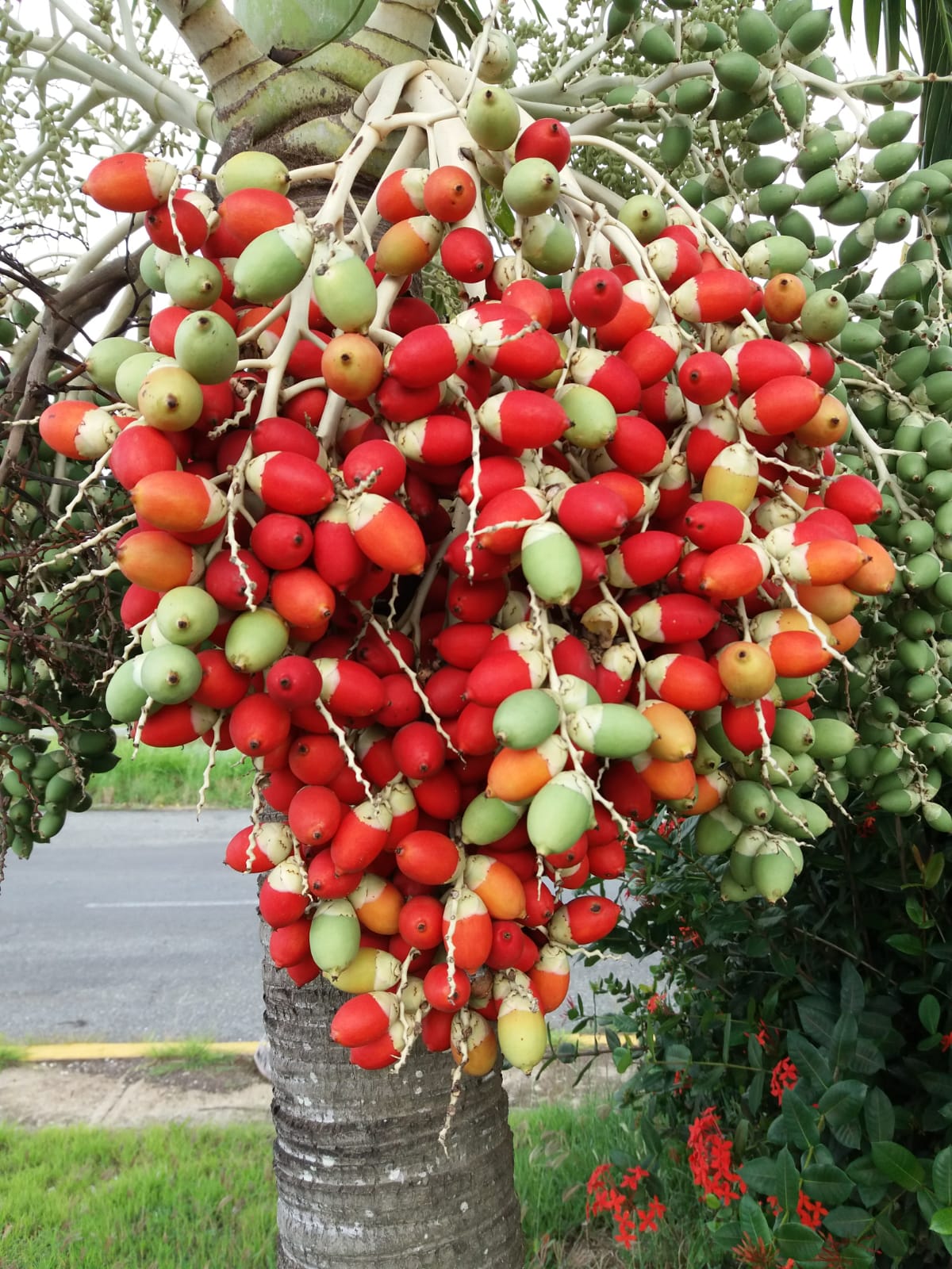 Vegetación y flores de CUBA - BOTÀNIC SERRAT