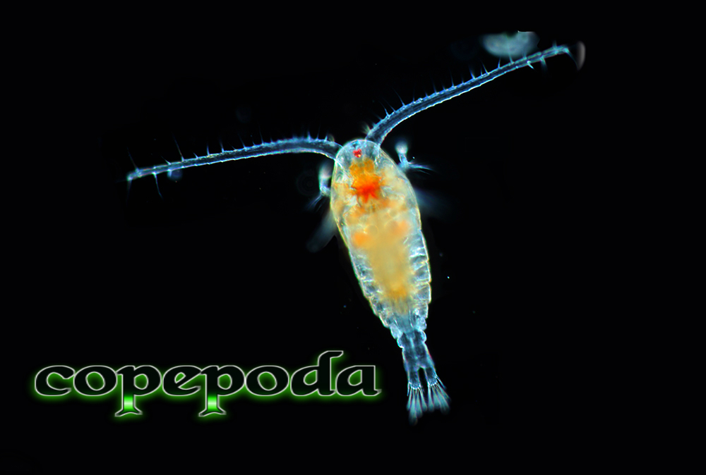Zooplankton Adalah