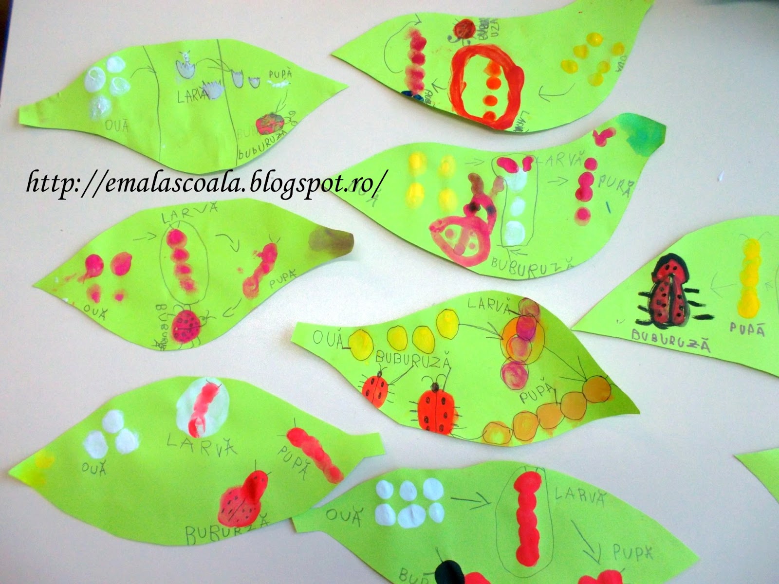 Gargarita - buburuza - mamaruta - ciclul de viata