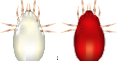 Identifying a Poultry or Red Mite Problem - biographypedia