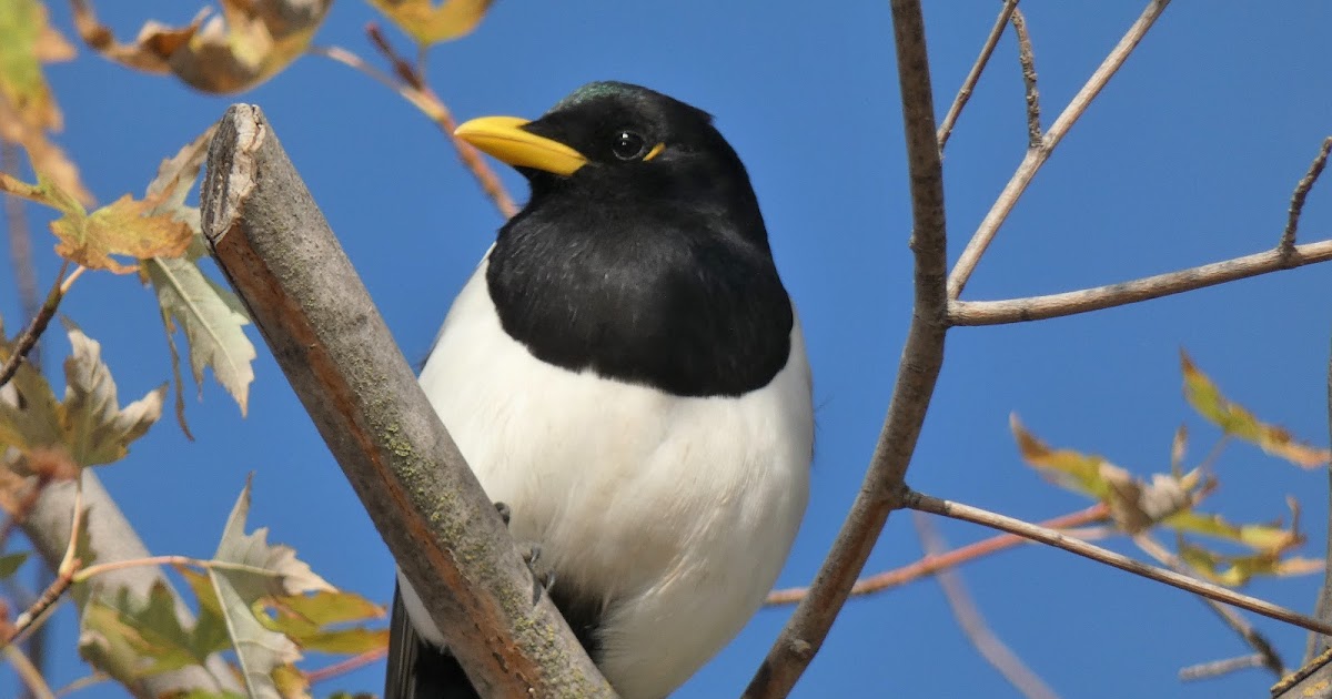 Geotripper's California Birds: Catching Up With Our California Endemic ...