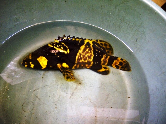 Agent Ikan Hias Alam: Bumble bee grouper