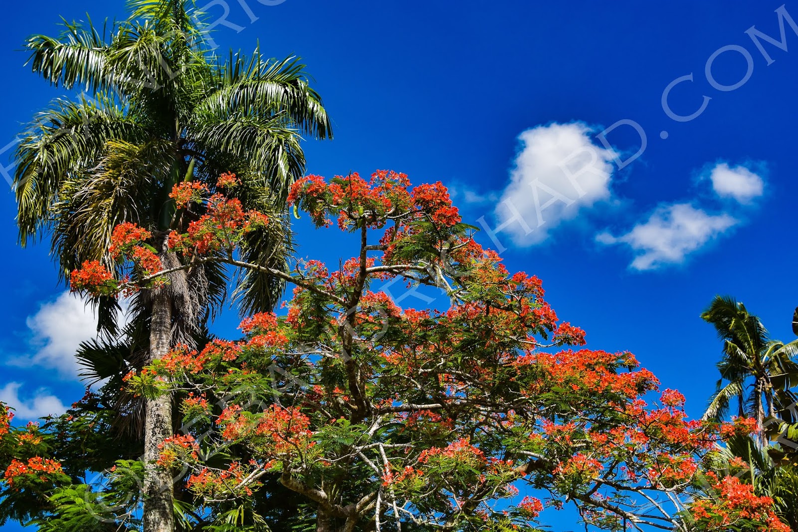 Next Stop.....the World!: Backyard Flora: Fiji Edition