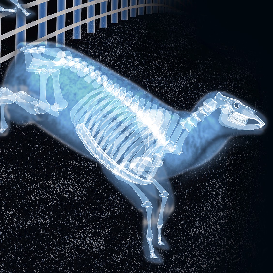 ♦♦♦: X RAY SHEEPS