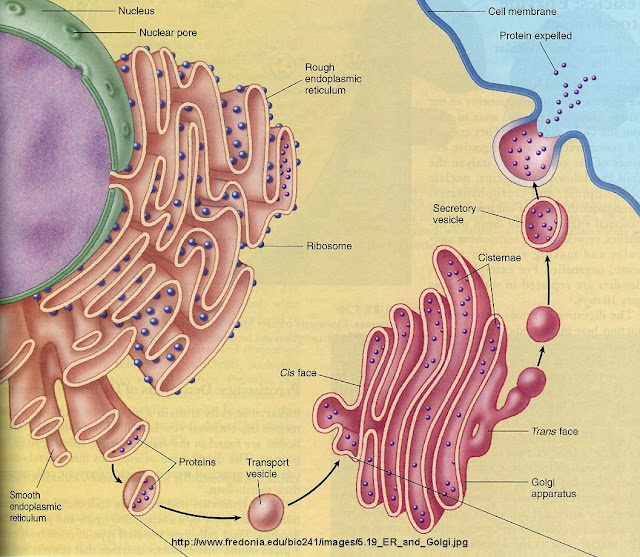 Aparato de Golgi ~ CITOLOGÍA