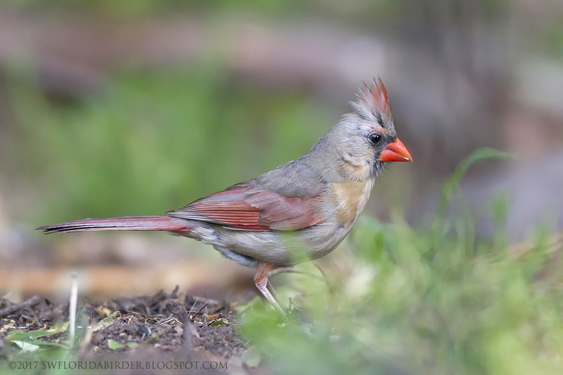 A Bird Sanctuary In Killingworth, CT Pt. III | Focusing on Wildlife