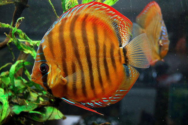 WORLD'S MOST EXOTIC BEAUTIFUL FISH!