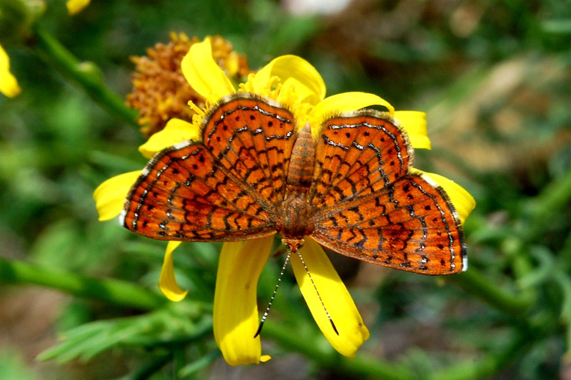 The Sonoran Desert Gardener: Butterfly Gardening