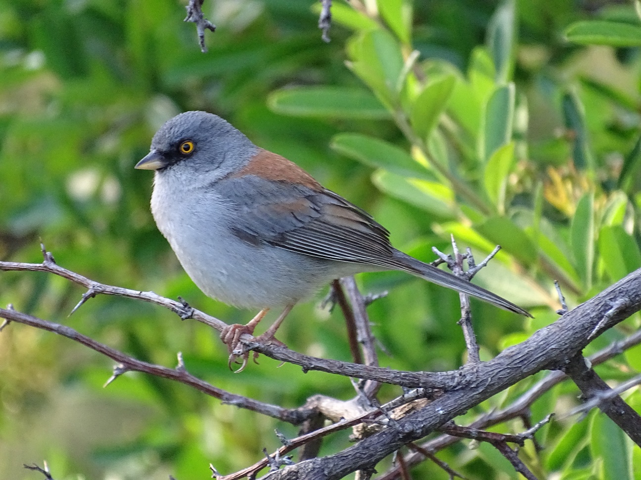 Birding in Southeastern Arizona – Birding in the San Jacinto Mountains
