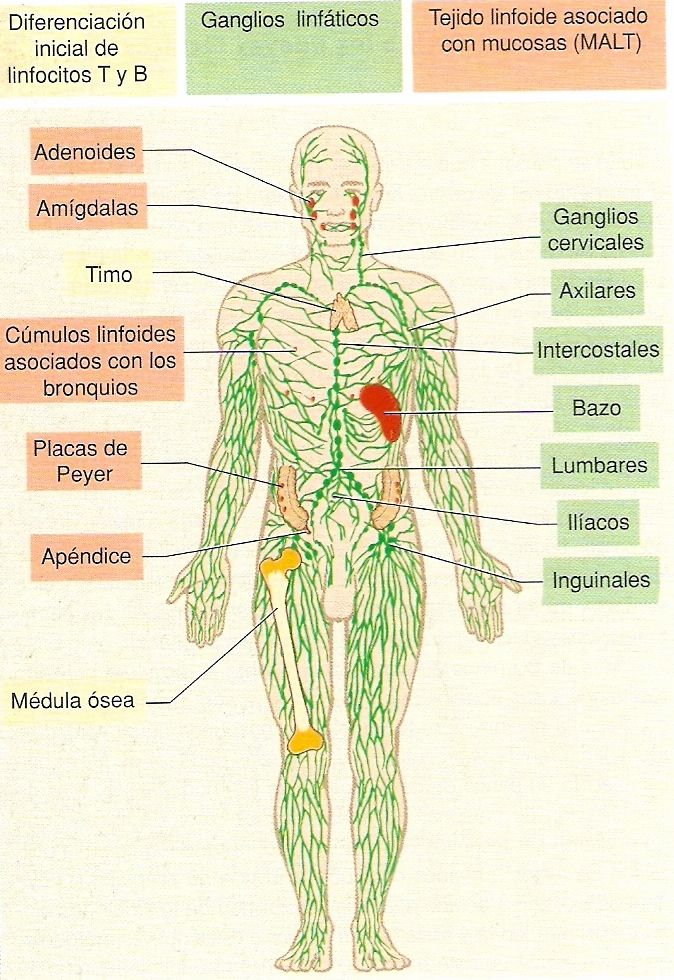 Sistema Inmunologico :D: Sistema inmunologico: ¿Que es?