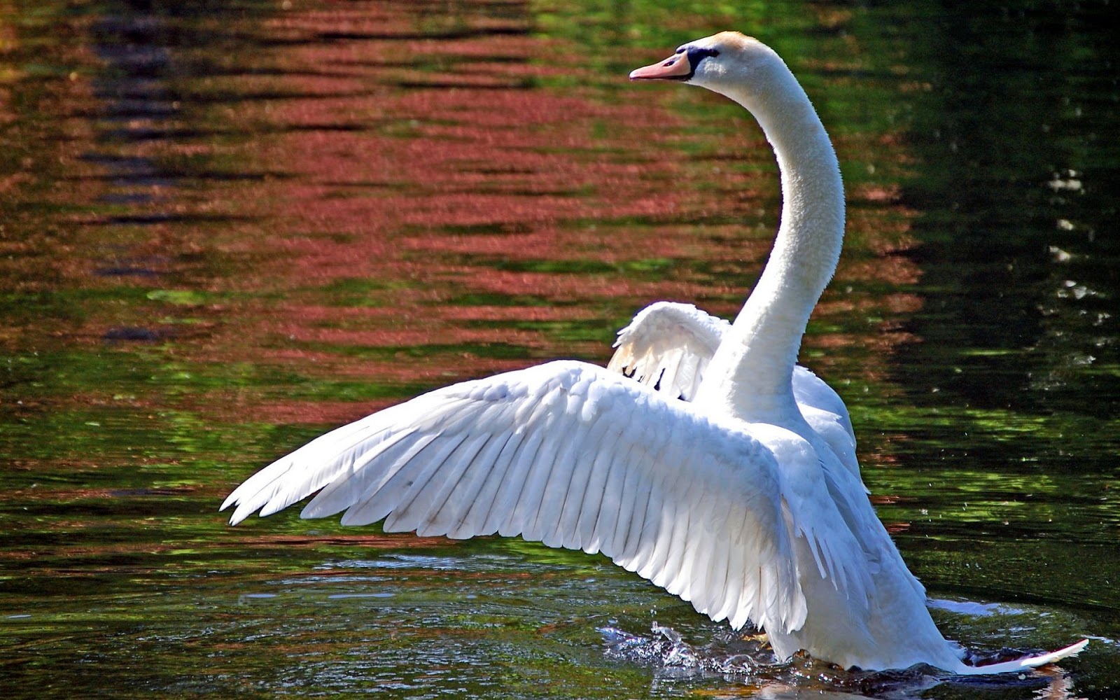 Swan - HD Wallpapers | Earth Blog