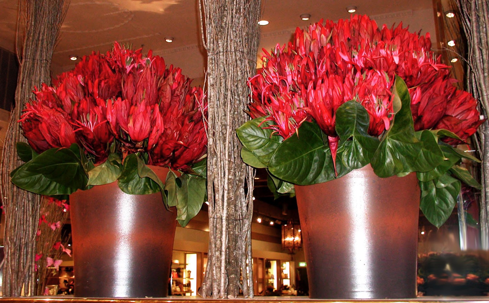 NixPixMix: GYMEA LILIES
