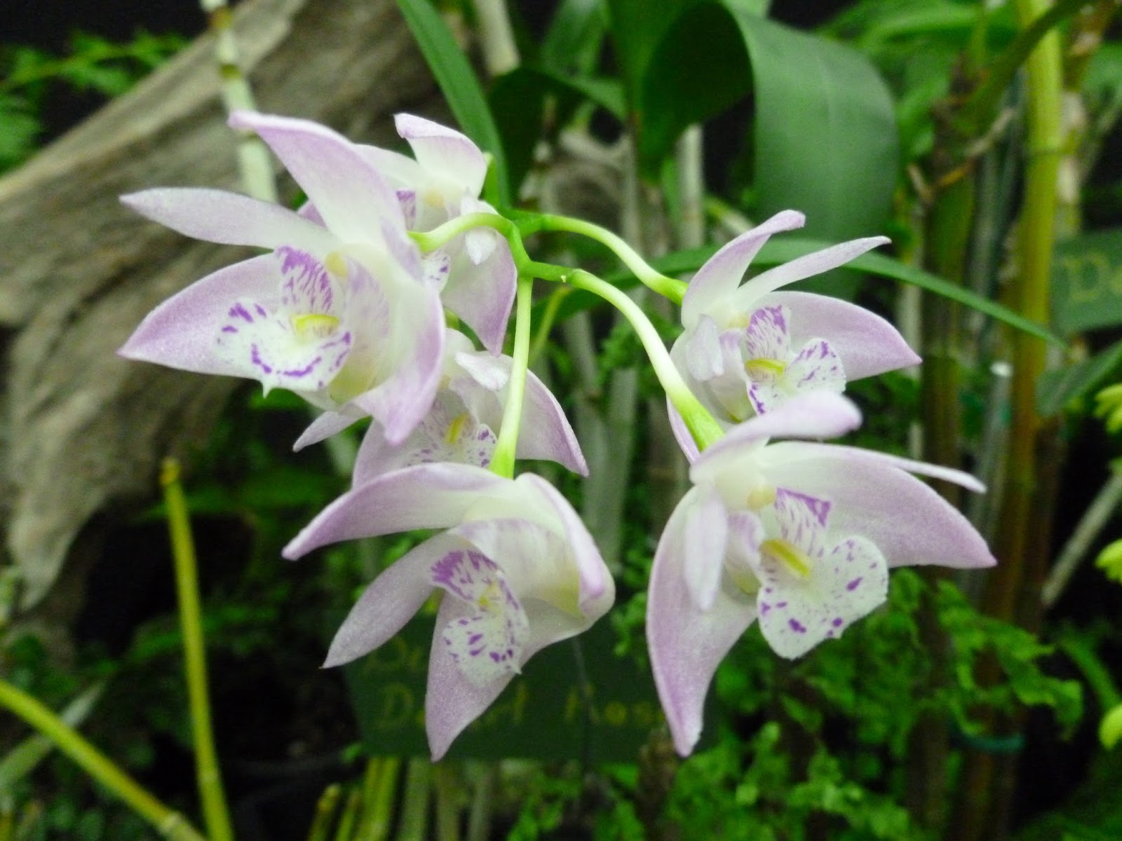 Onslow and Miss B: Australian Native Orchid Society conference