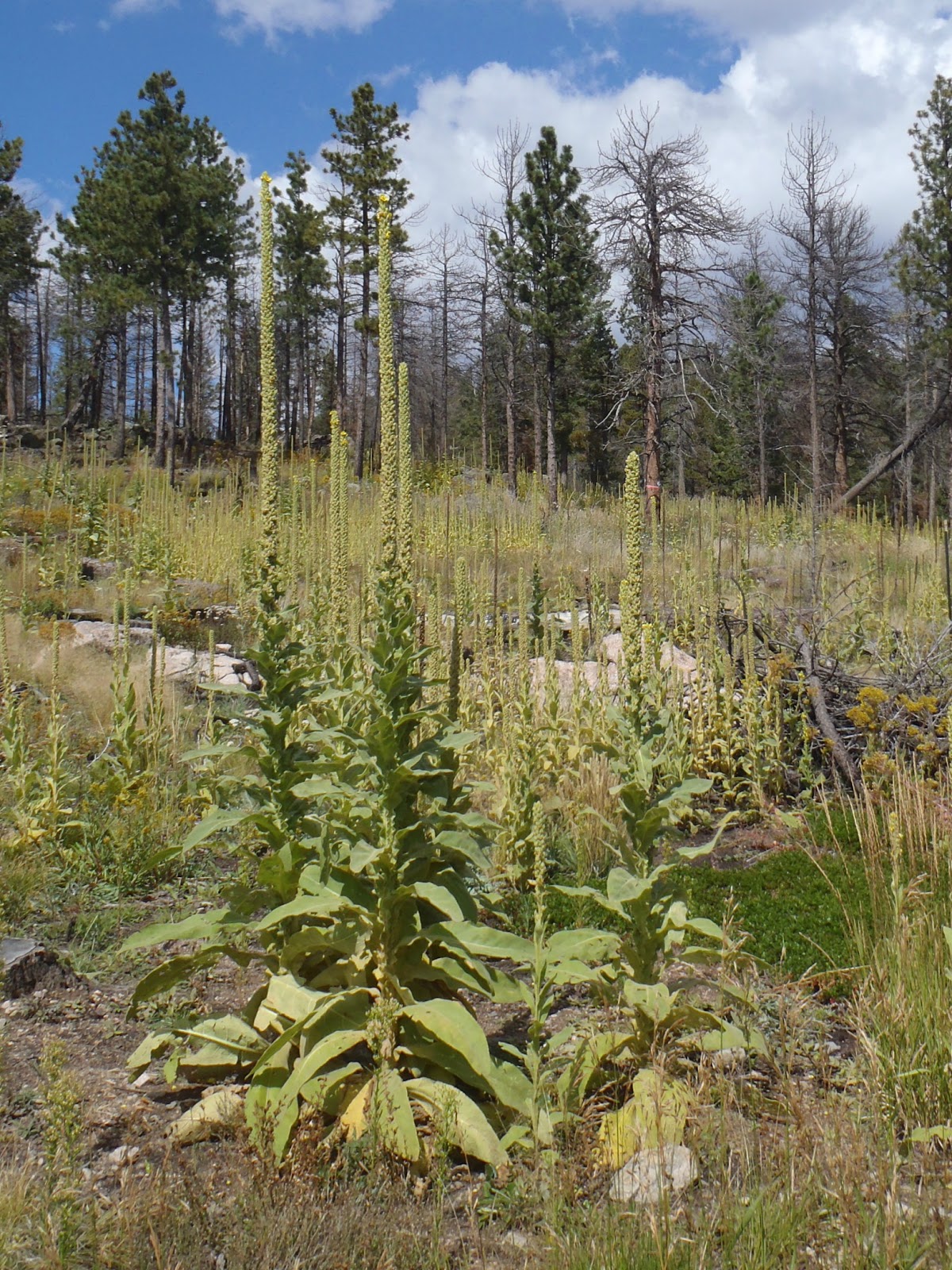 CO-Horts: A Pesky Invasive That Can be Managed