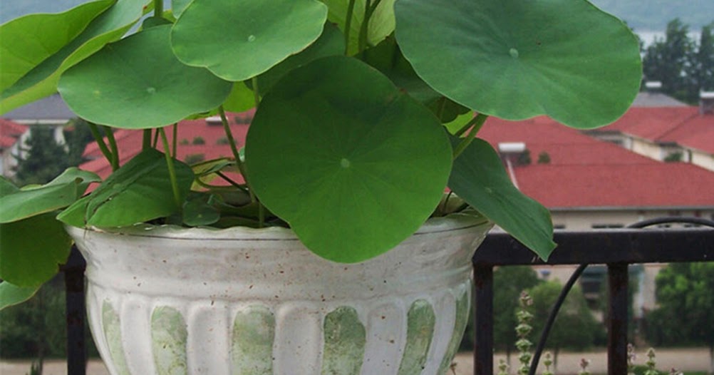 Aiden Gardens: How to Germinate Lotus From Seed