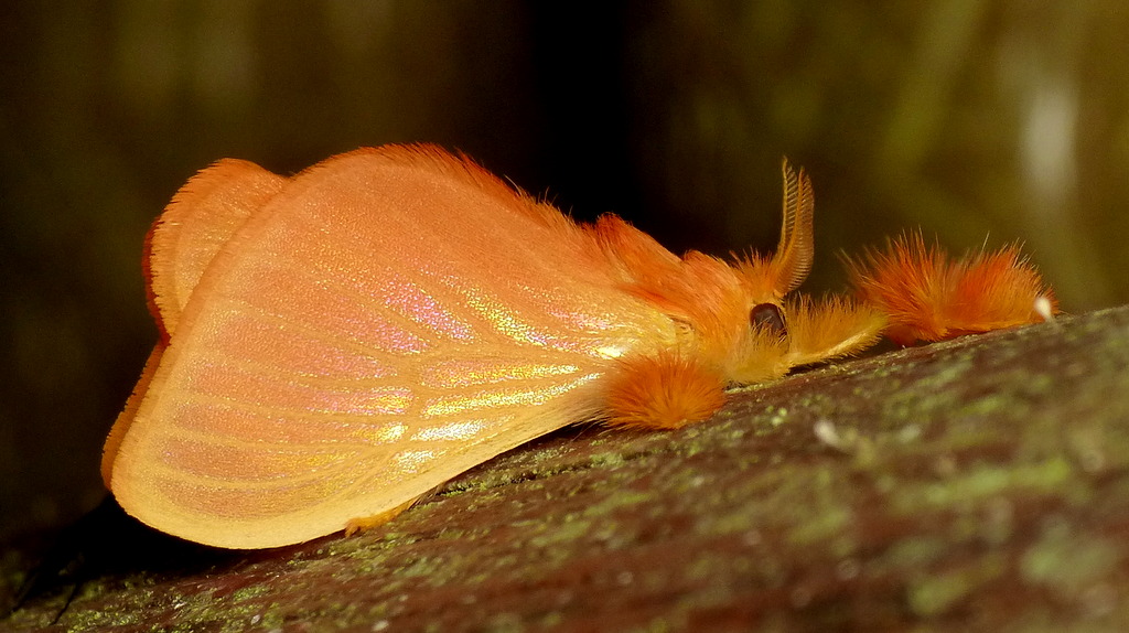 Real Monstrosities: Goo Spines of Dalceridae