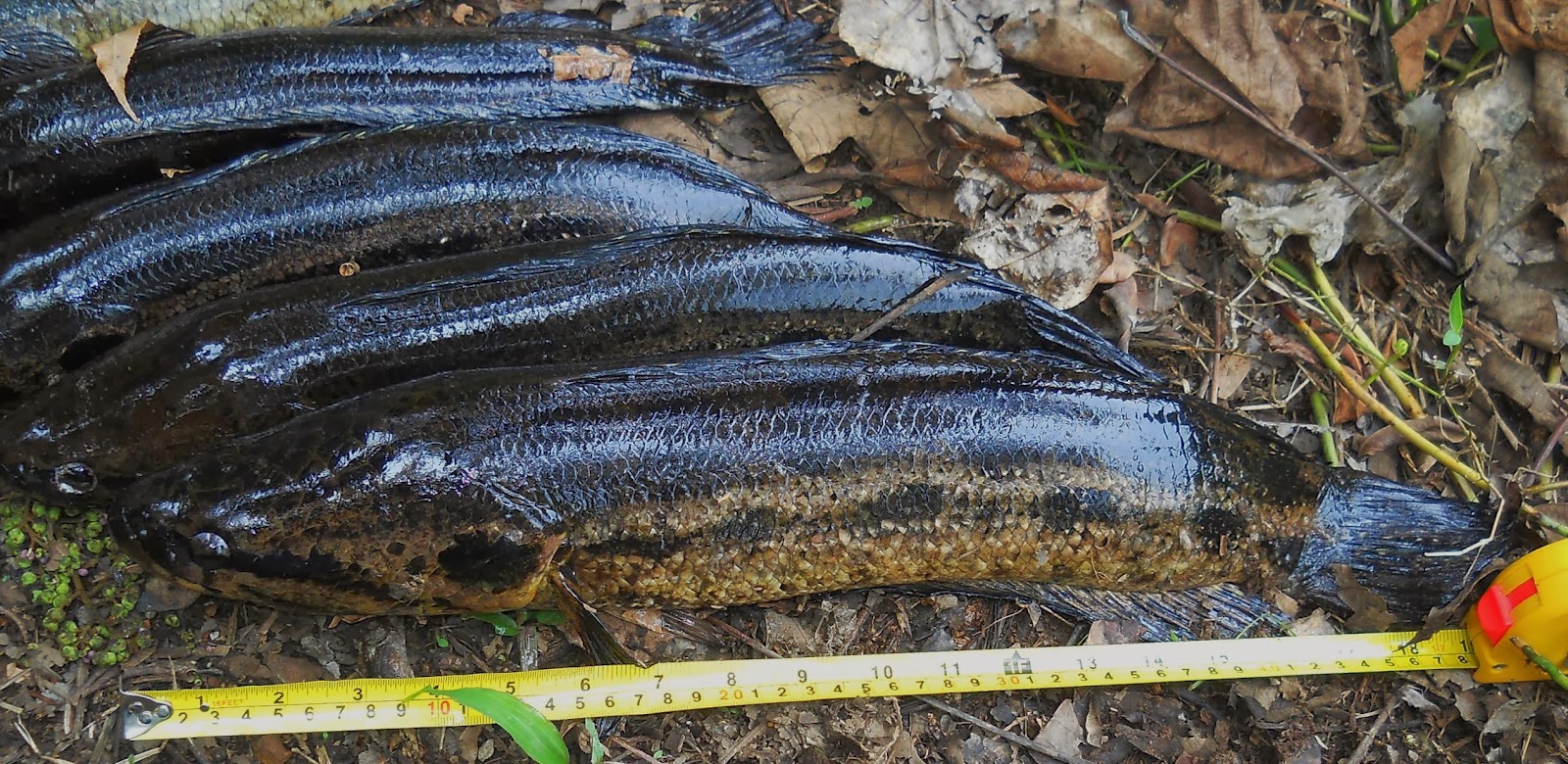 The Fishorian: BUJUK BATTLEGROUND