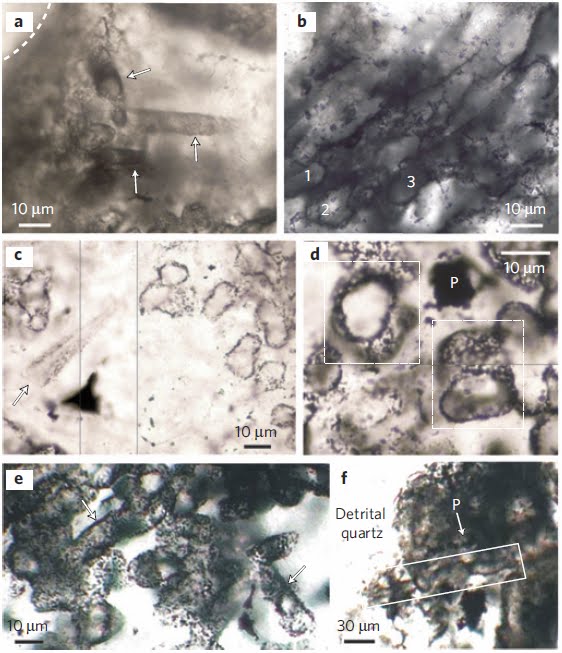 Sandwalk: The Oldest Cells