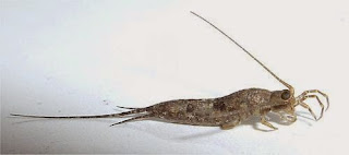 Apterygota