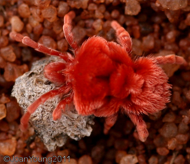 South African Photographs: Red Velvet Mite