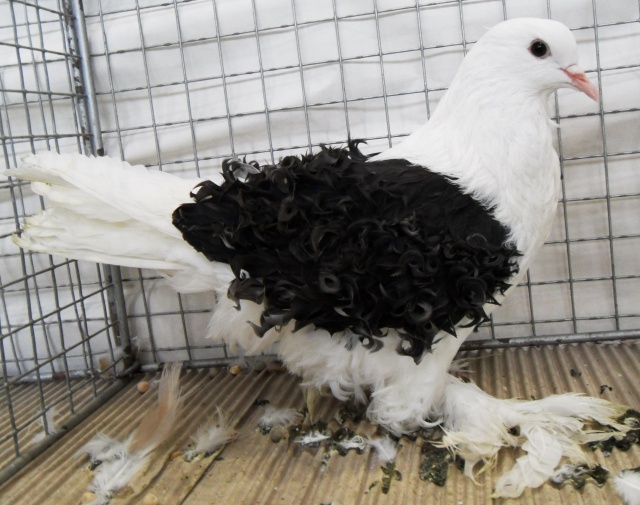 Frillback pigeons ( Lockentaube ) - Pigeons fall