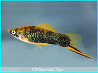 Swordtail-Xiphophorus Helleri